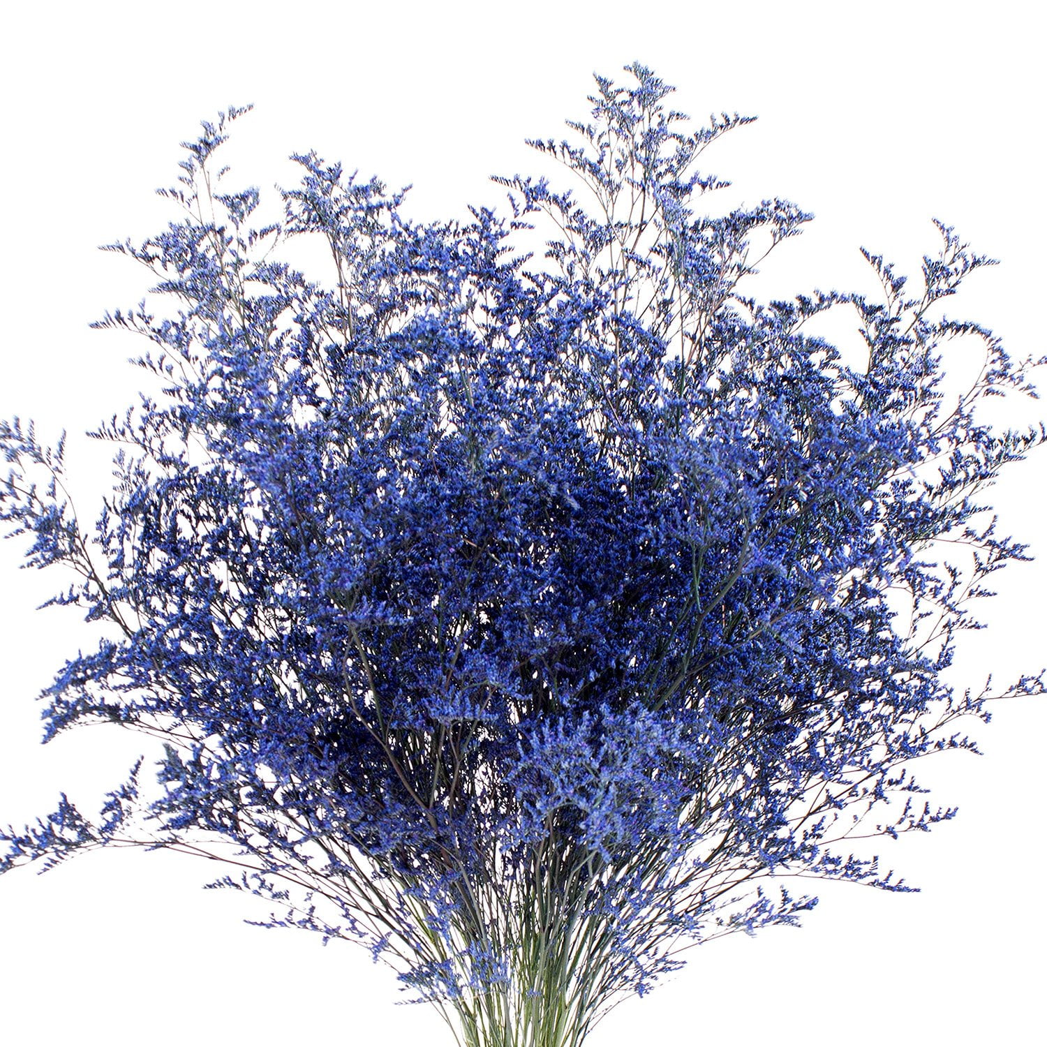 Member's Mark Limonium, 15 bunches, Choose color - Samsclub.com