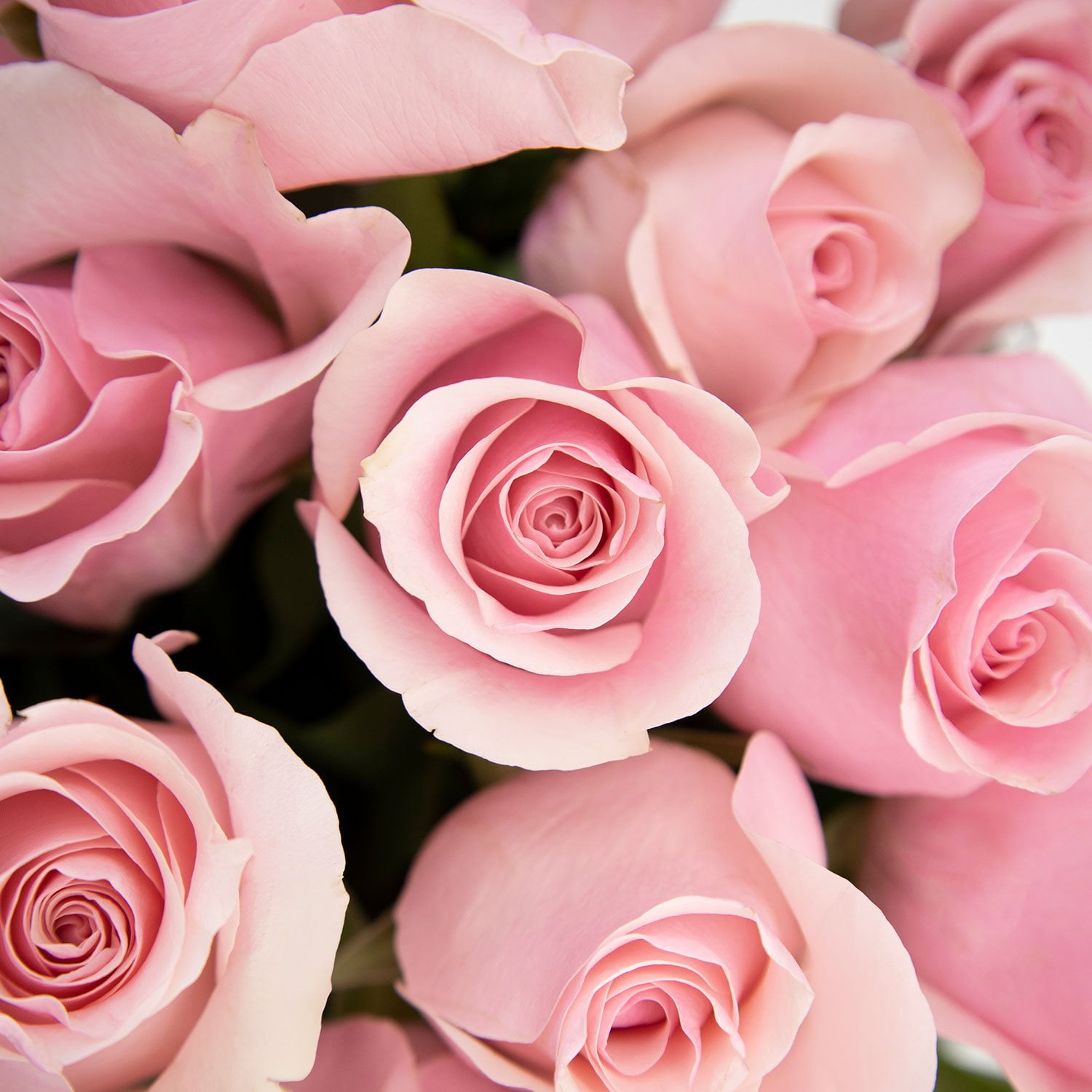 Member's Mark Roses, choose color variety and stem count - Samsclub.com