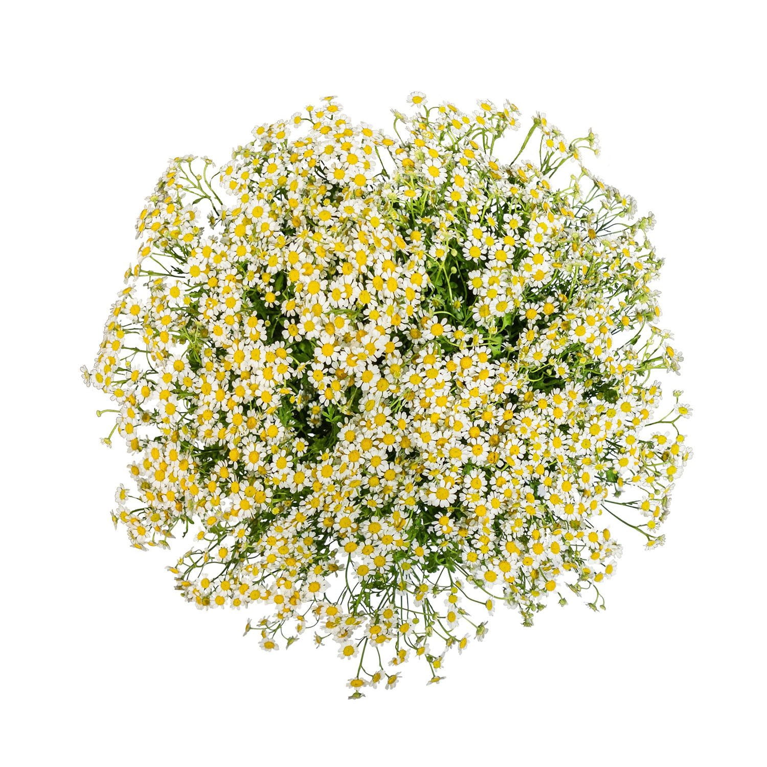 Member's Mark Chamomile Matricaria, choose stem count - Samsclub.com