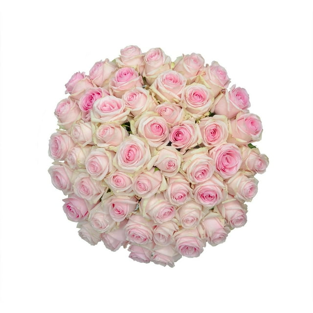Member's Mark Ecuadorian Premium Roses, choose color variety and stem ...