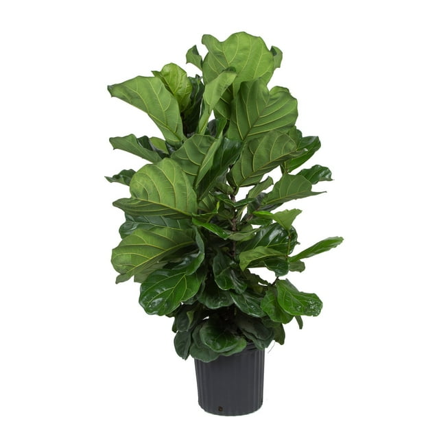 Costa Farms 12" Ficus Column Plant in Grower Pot - Samsclub.com