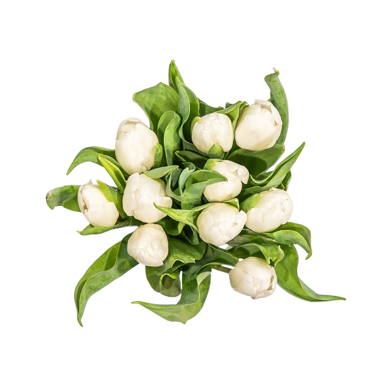 Member's Mark Tulips, 50 stems - Samsclub.com