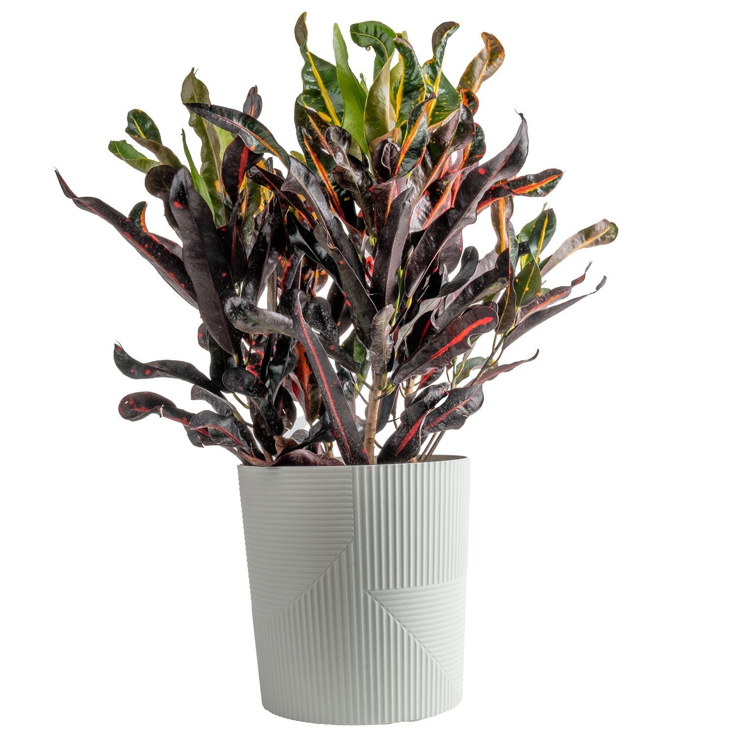 10" Assorted Summer Foliage - Samsclub.com