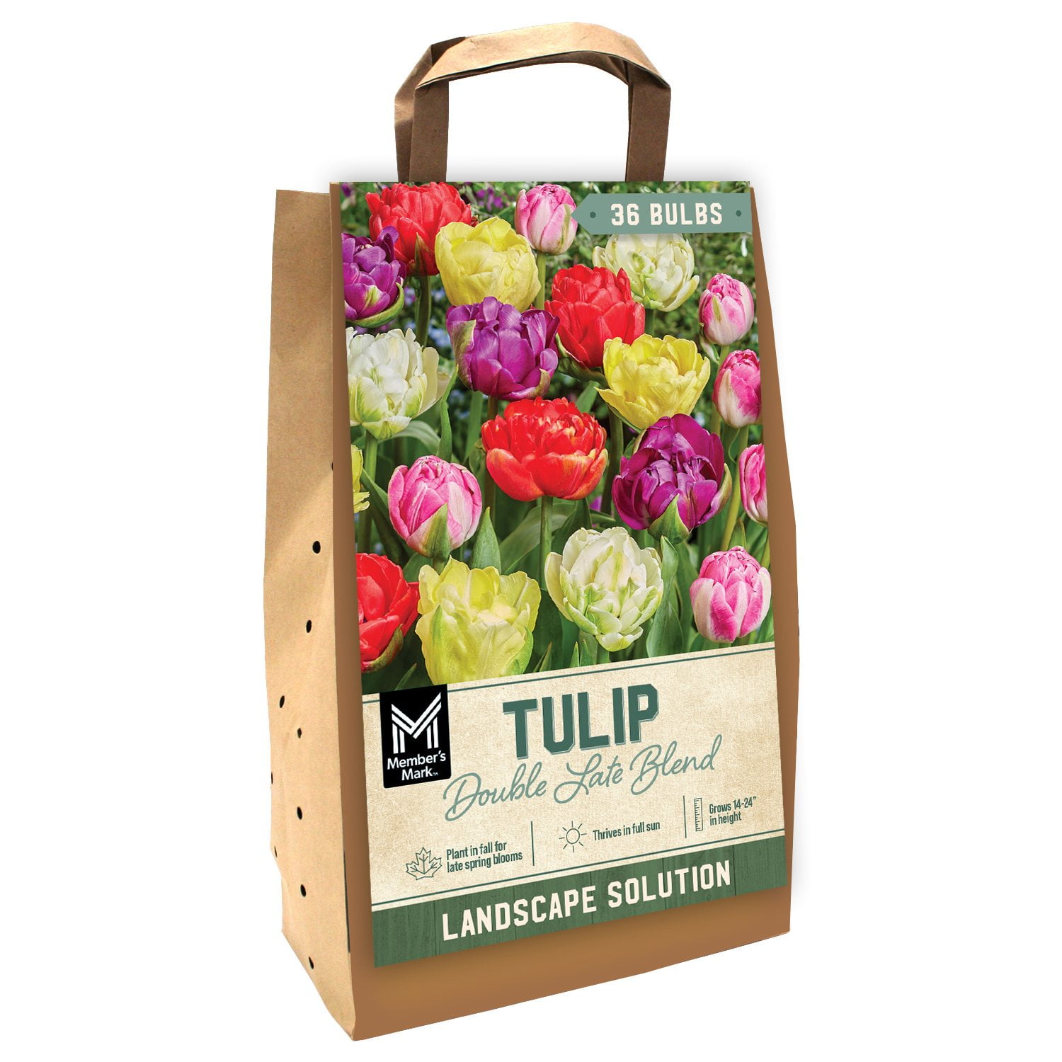 Member's Mark Tulip Double Late Blend Dormant Bulbs, 36pk - Samsclub.com