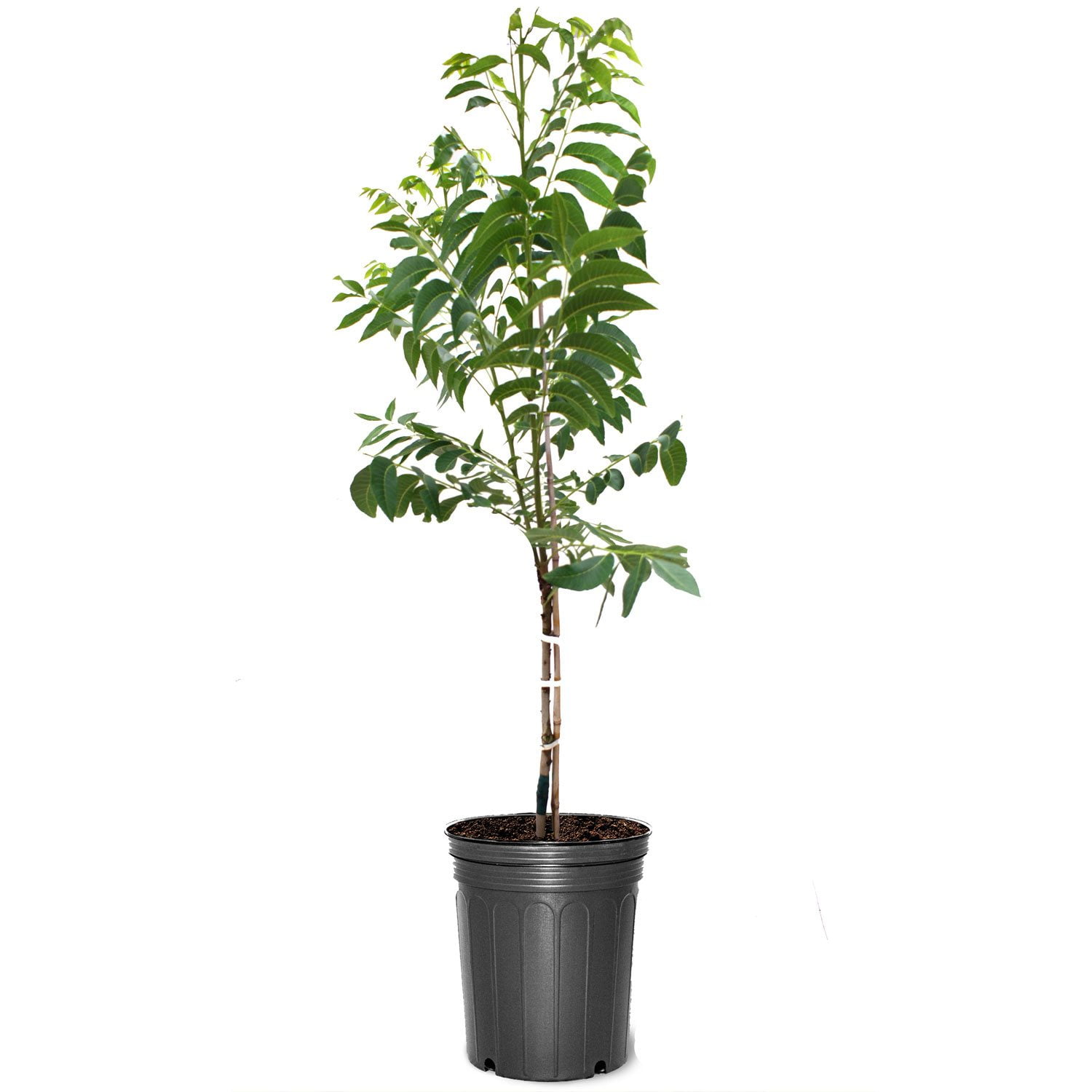 Pawnee Pecan Tree, #5 Pot - Samsclub.com