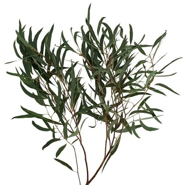 Member's Mark Silver Dollar Eucalyptus 40 stems - Samsclub.com