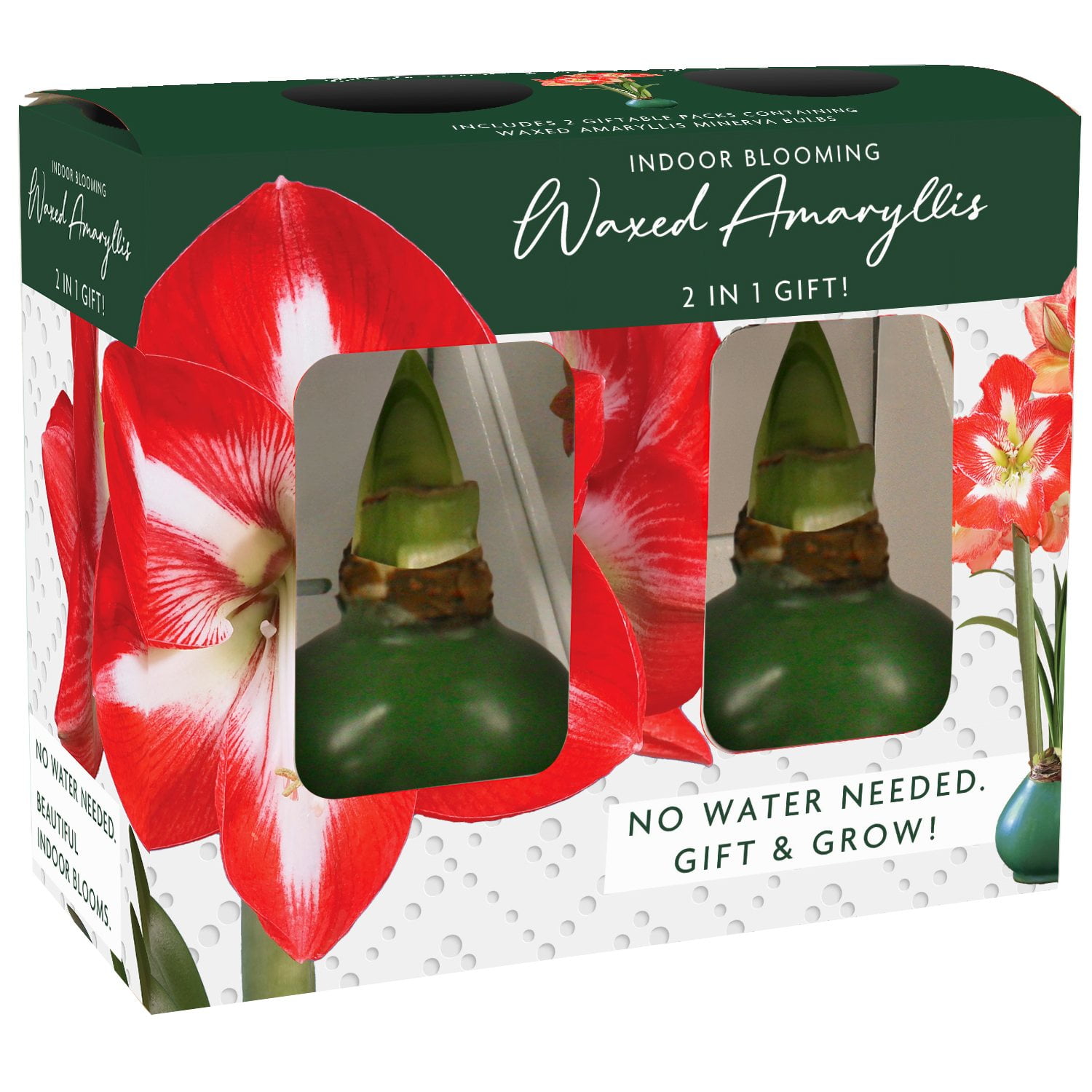 Holiday Waxed Amaryllis Bulbs, 2pk - Samsclub.com