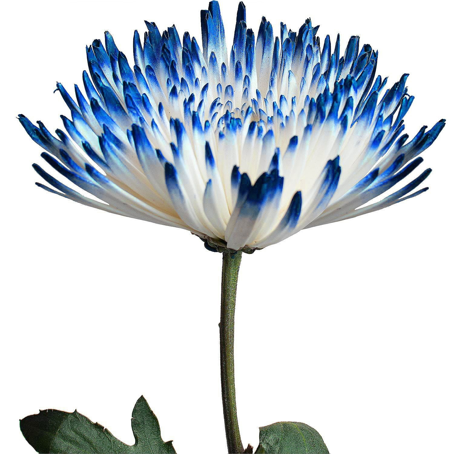 Member's Mark Painted Mums, 100 stems, Choose color - Samsclub.com