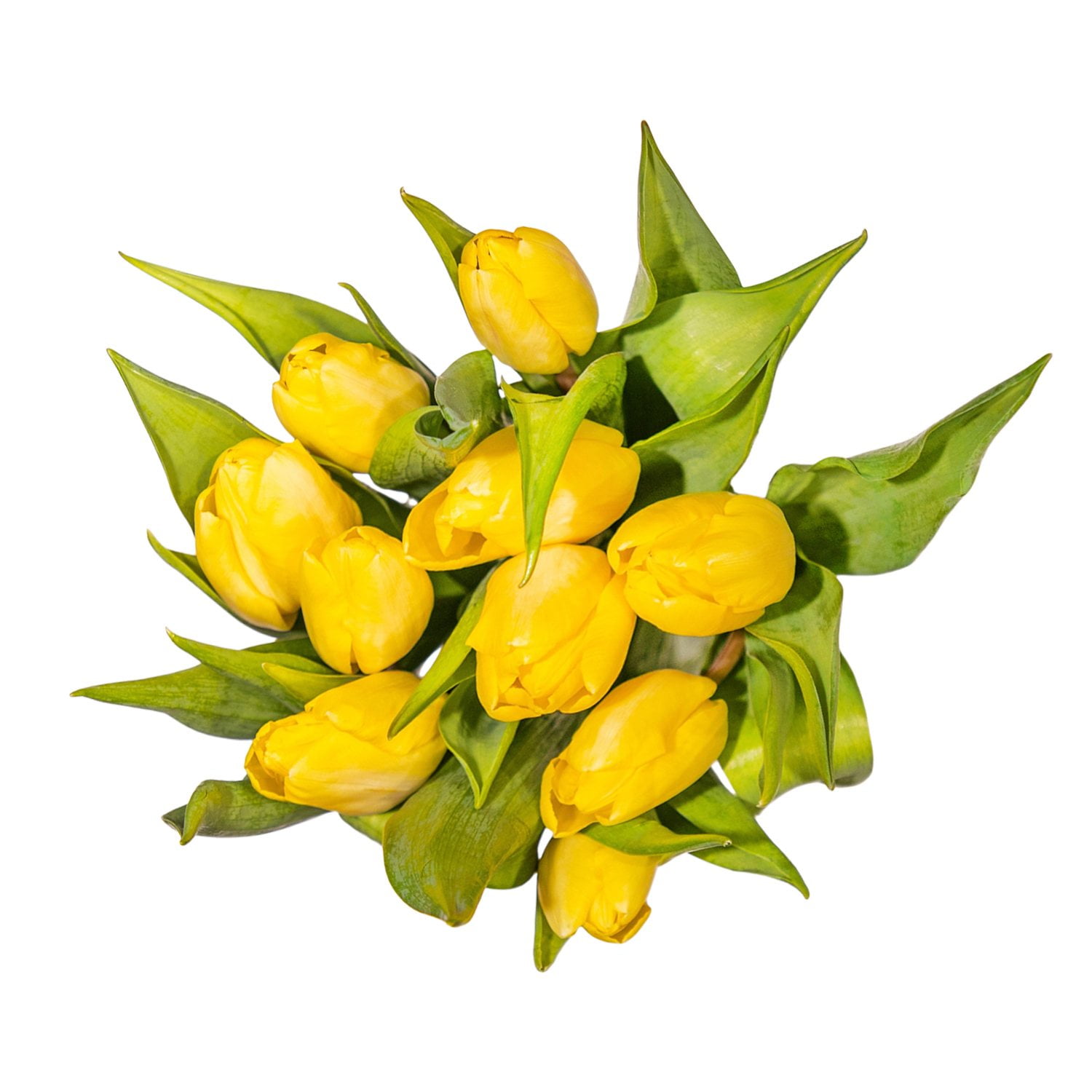 Member's Mark Tulips, 50 stems - Samsclub.com