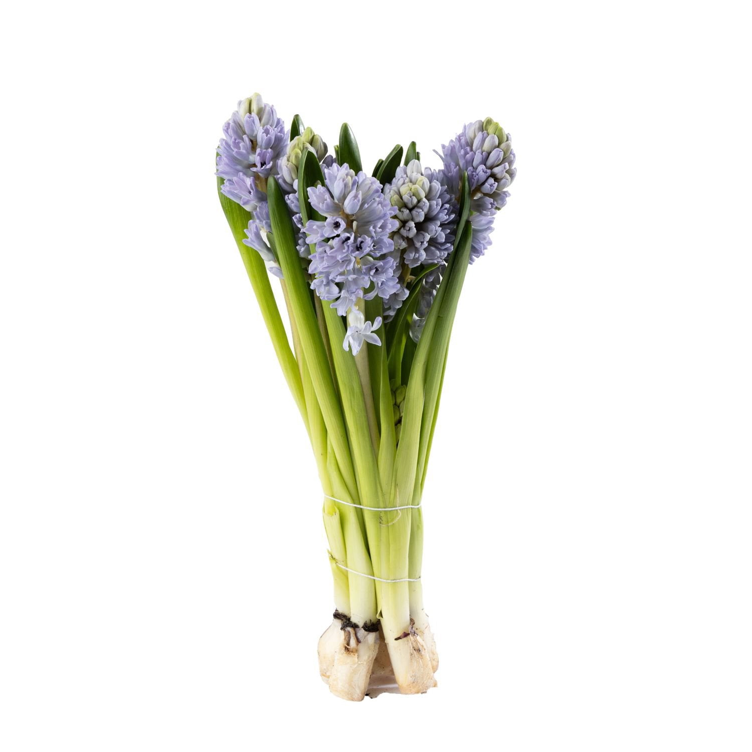 Member's Mark Seasonal Hyacinth Bunch, 10 stems - Samsclub.com